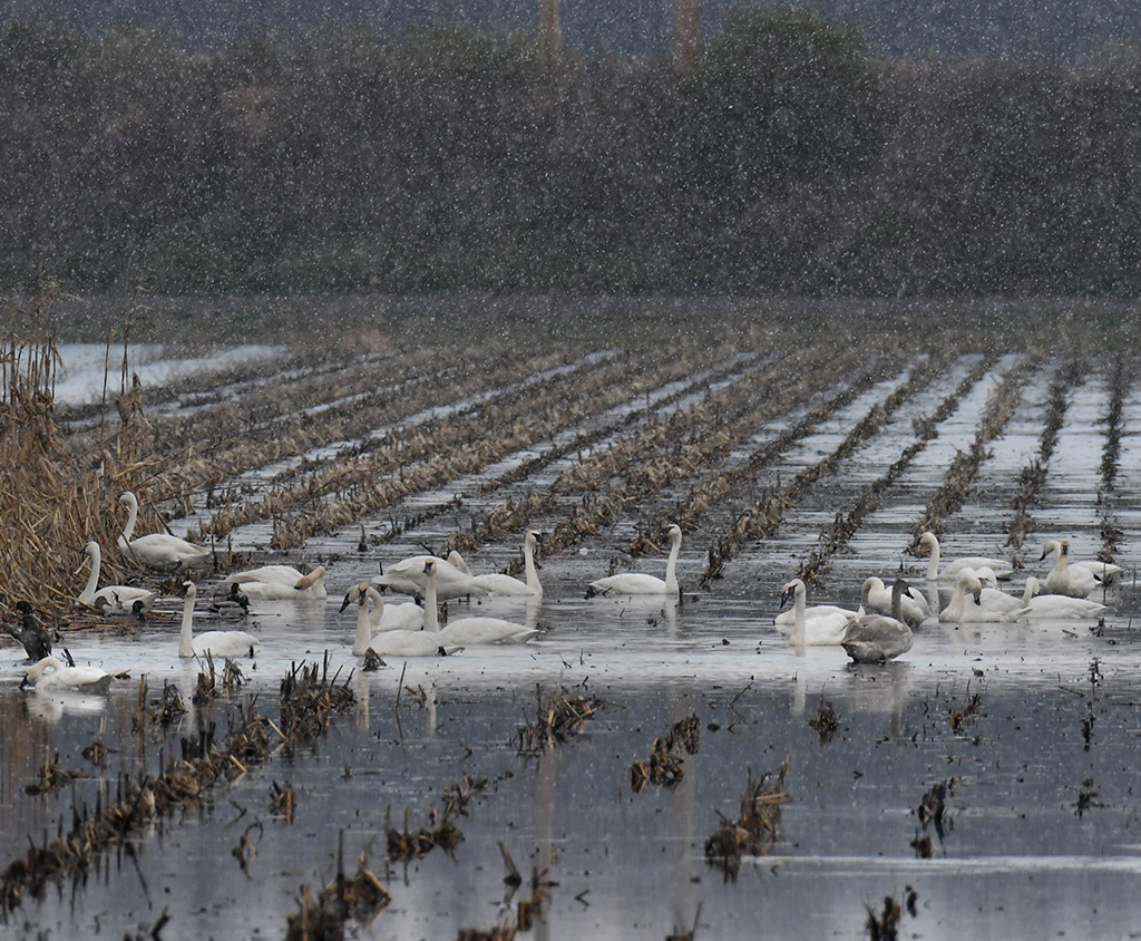 Trumpeter swans take a snowy swim at Montezuma National Wildlife Refuge ...