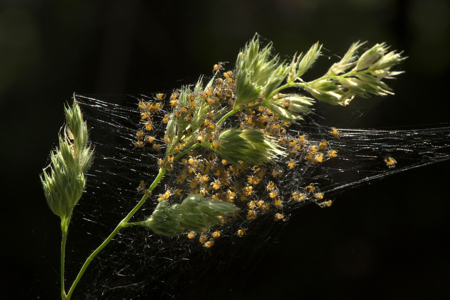 Hundreds of baby spiders huddle together on orchard grass (photo of the ...