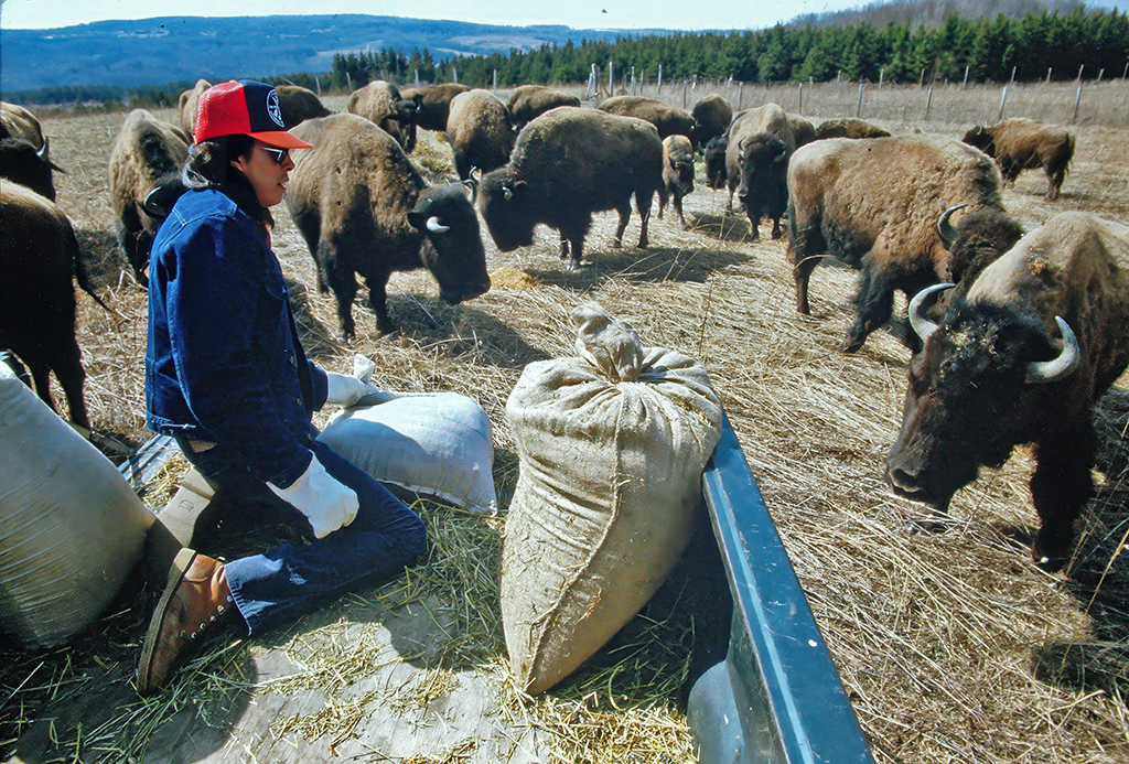 How herd and hide spurred return of buffalo to Onondaga Nation