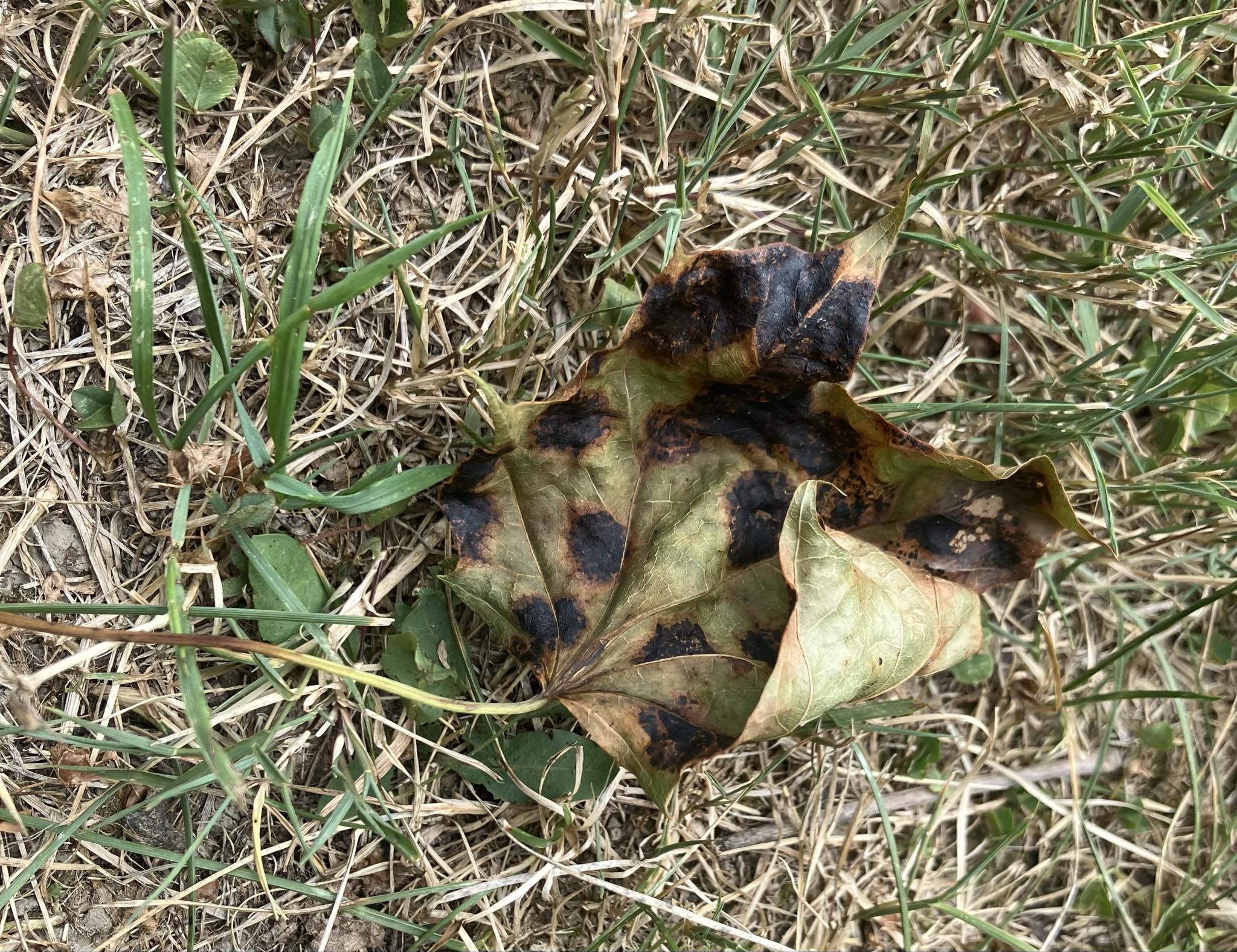 Sean Kirst: For Norway maples in Syracuse, an early fall